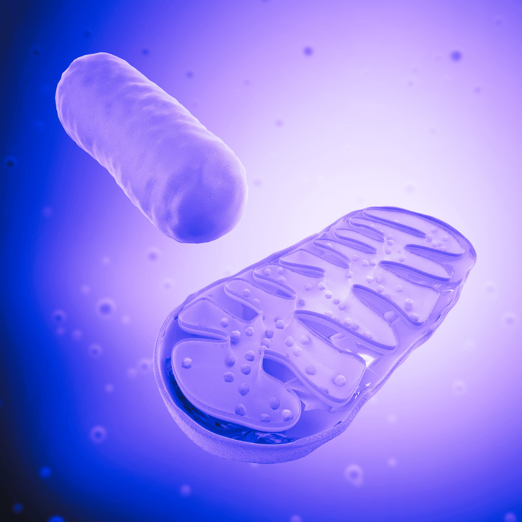 Learn - Brain Ritual®